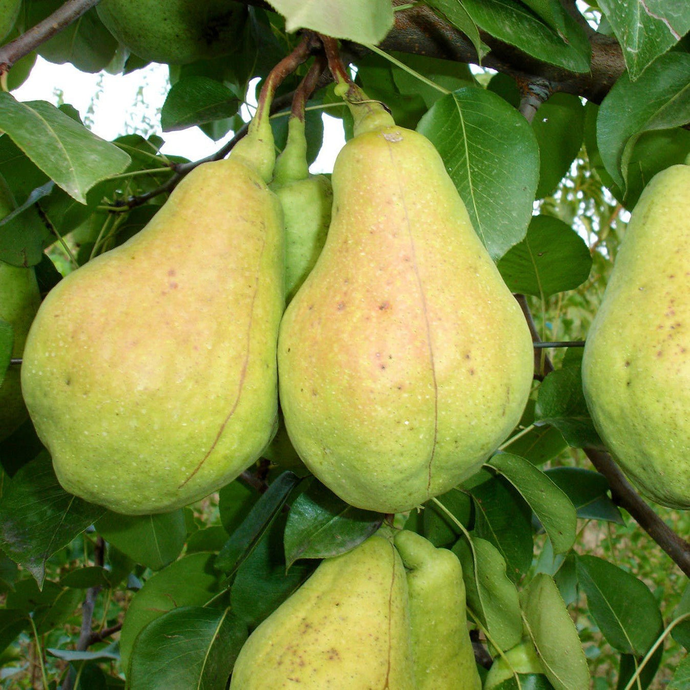 Par CURE - Pom Fructifer - Altoit Certificat - Garanție Prindere și Soi ...