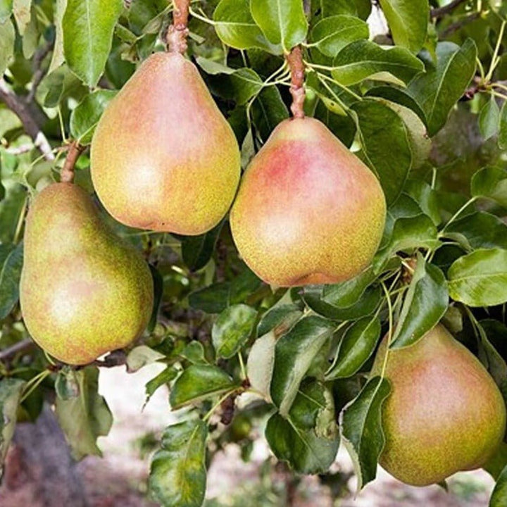 PERI - Pomii fructiferi - puieti zdraveni sanatosi certificati ...