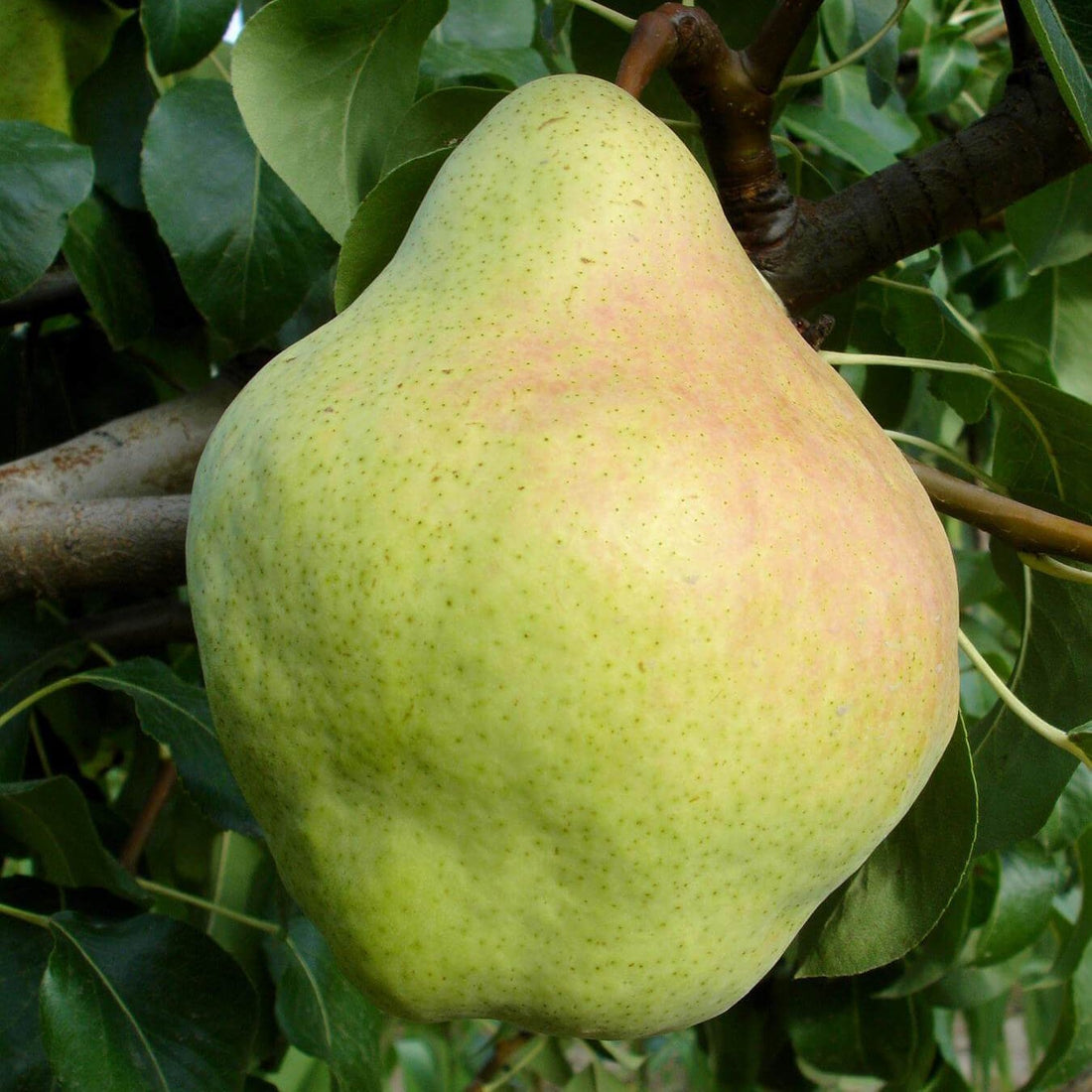 Păr UNTOASA HARDENPONT - Pom Fructifer - Altoit Certificat - Garanție ...