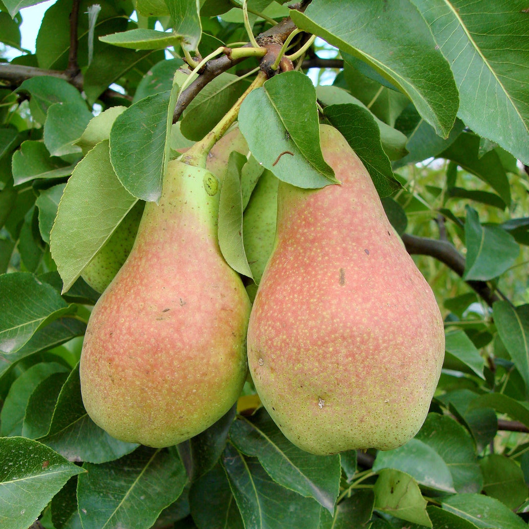 PERI - Pomii fructiferi - puieti zdraveni sanatosi certificati ...