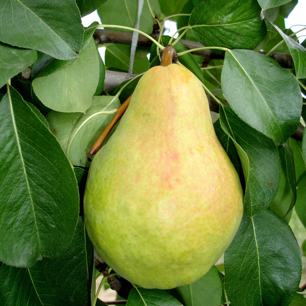 PERI - Pomi fructiferi – Pepiniera Jardina